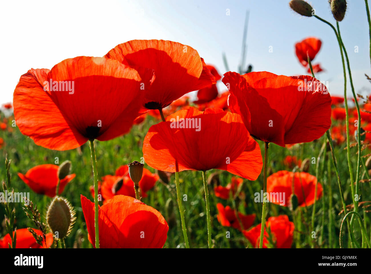 Corn poppy flower hi-res stock photography and images - Alamy
