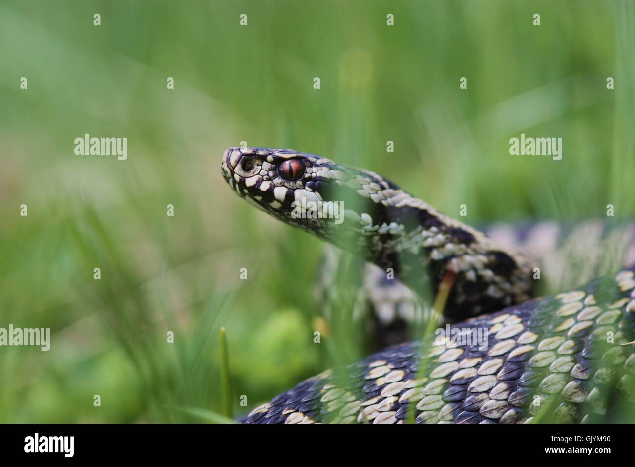 Kreuzotter hi-res stock photography and images - Alamy