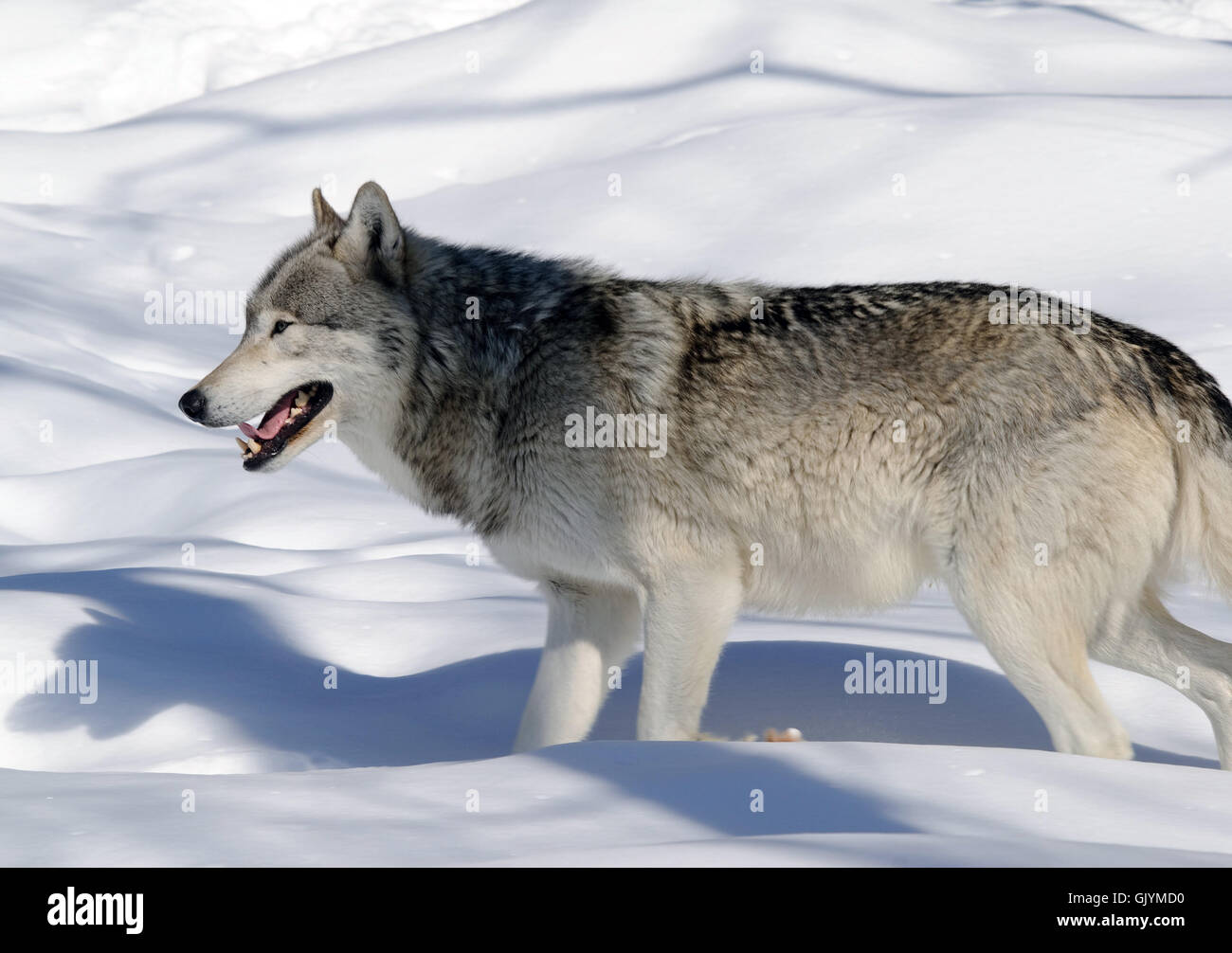 Animal wild wildlife hi-res stock photography and images - Alamy