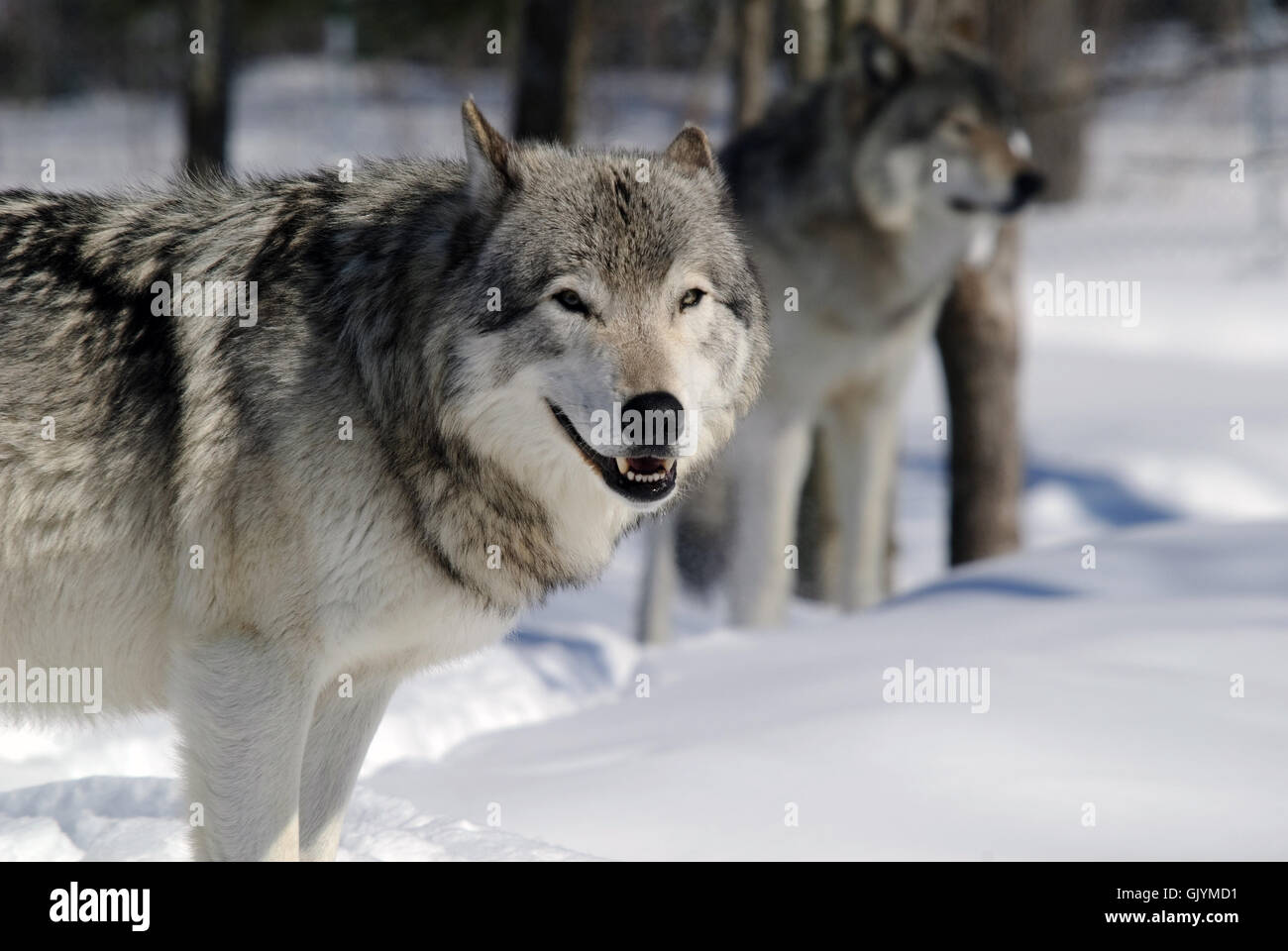 animal wild wildlife Stock Photo - Alamy