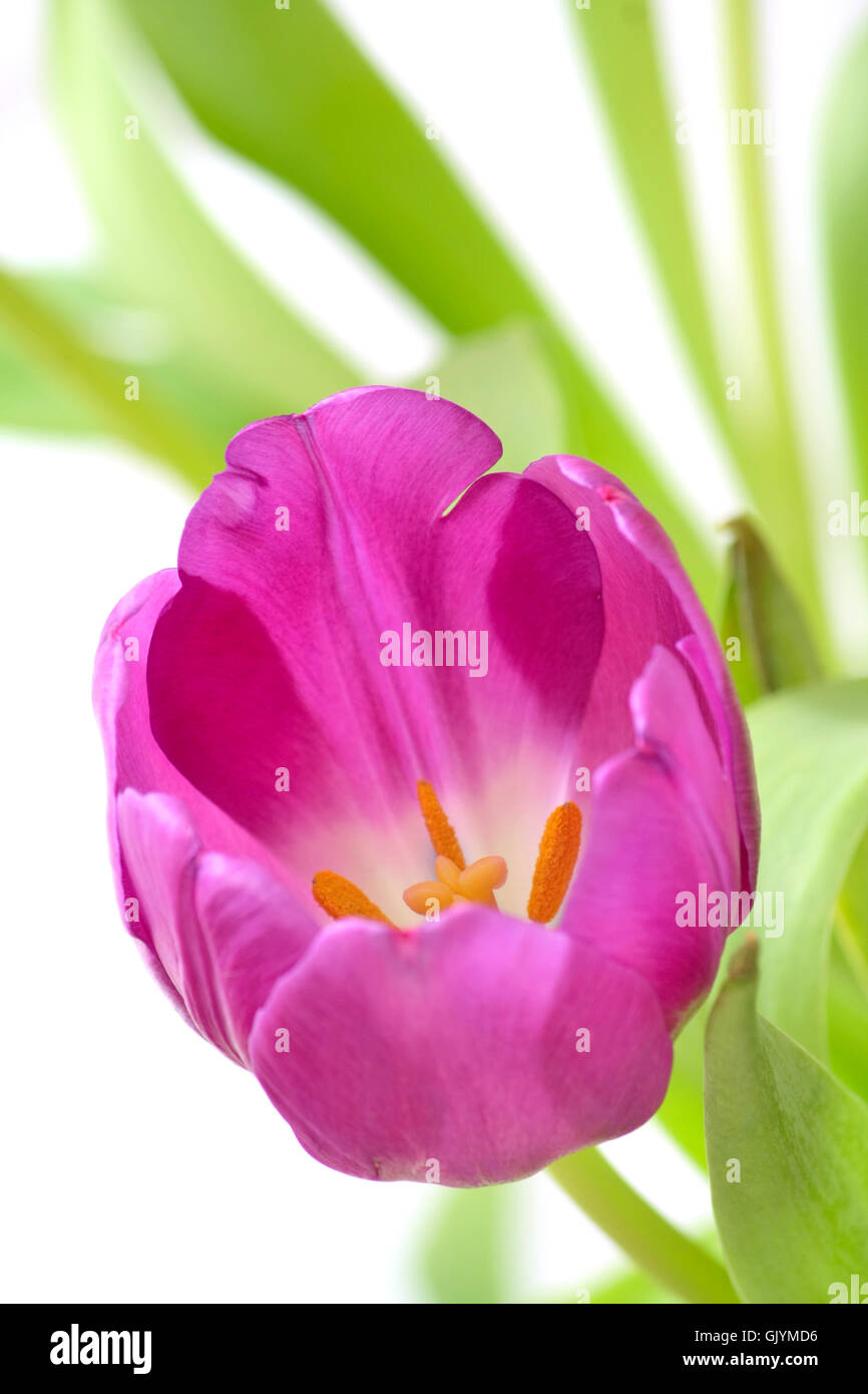 detail flower plant Stock Photo - Alamy