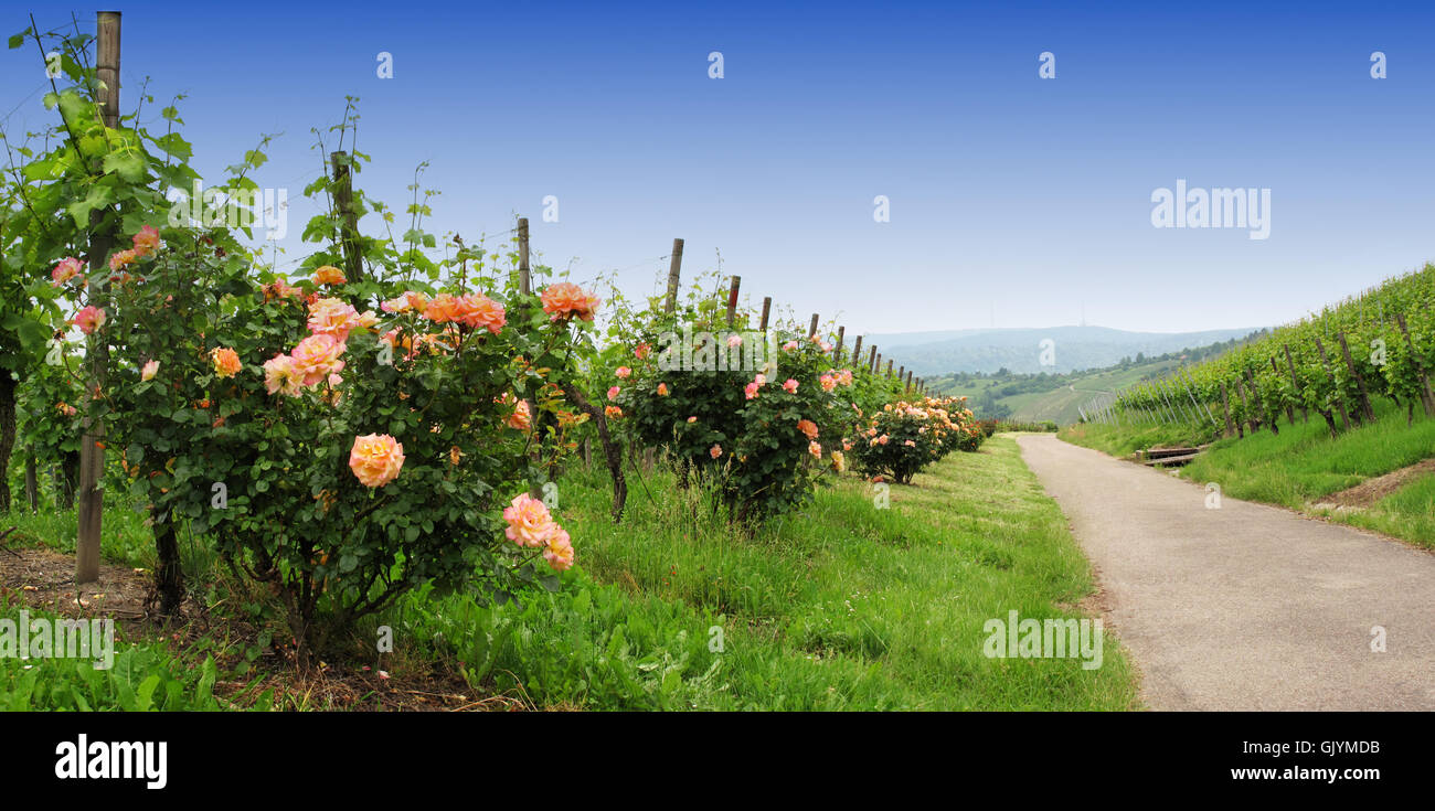 Roses and grape vines hi-res stock photography and images - Alamy