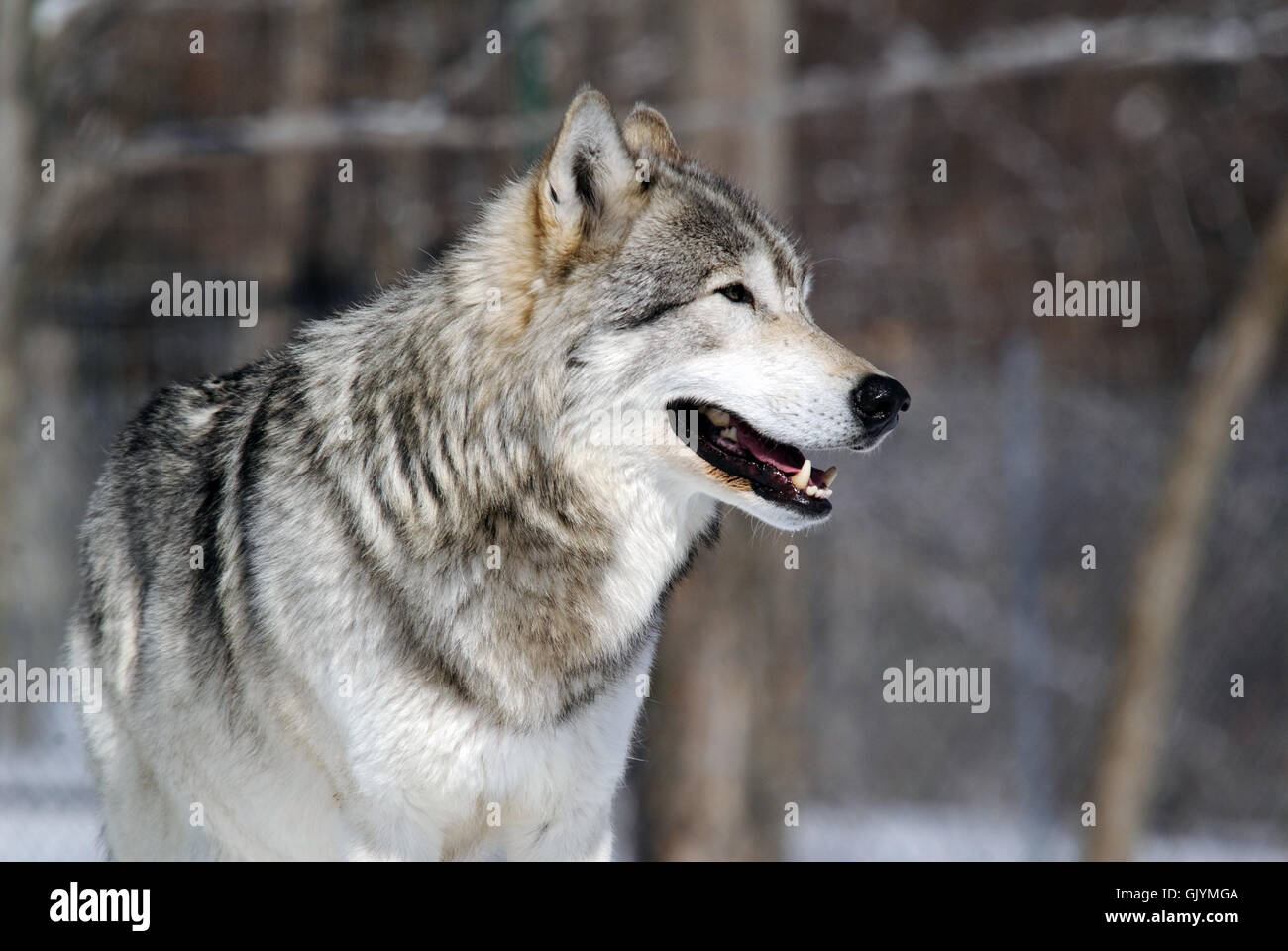Animal wild wildlife hi-res stock photography and images - Alamy