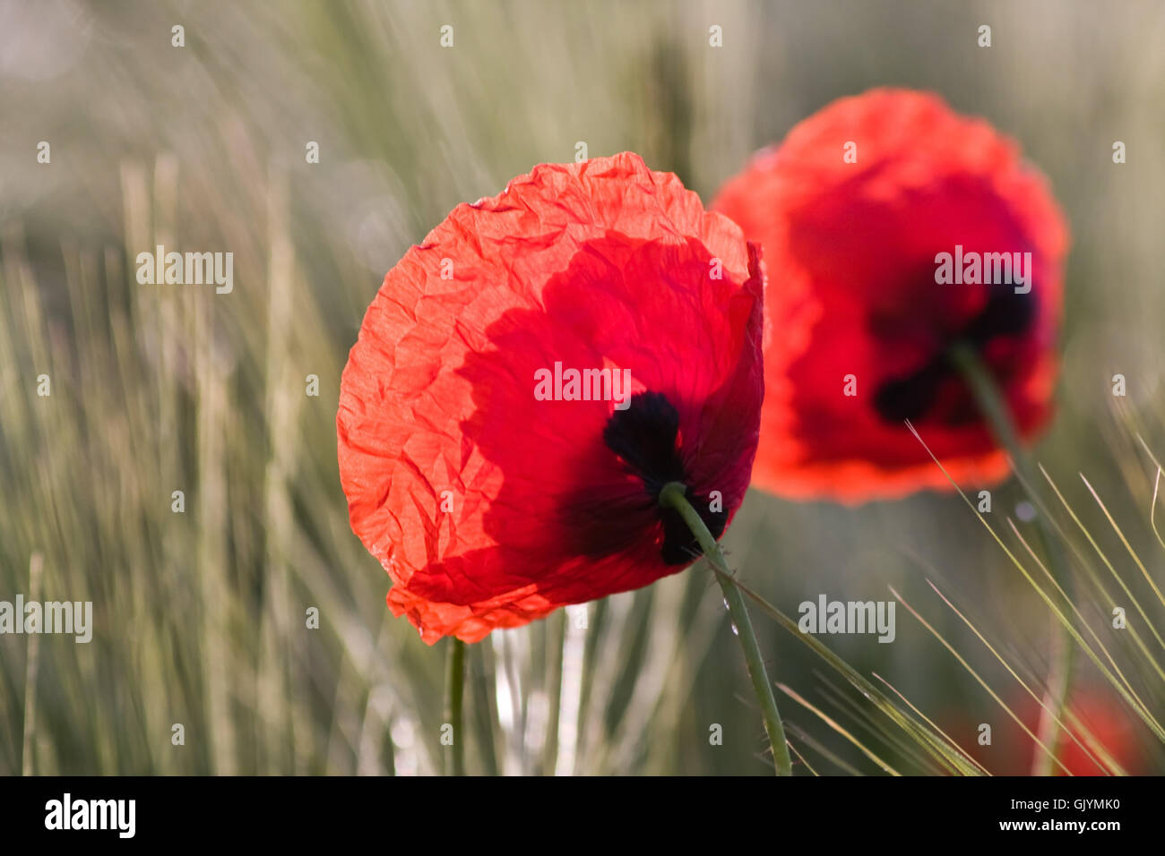 Red poppy shines in hi-res stock photography and images - Alamy