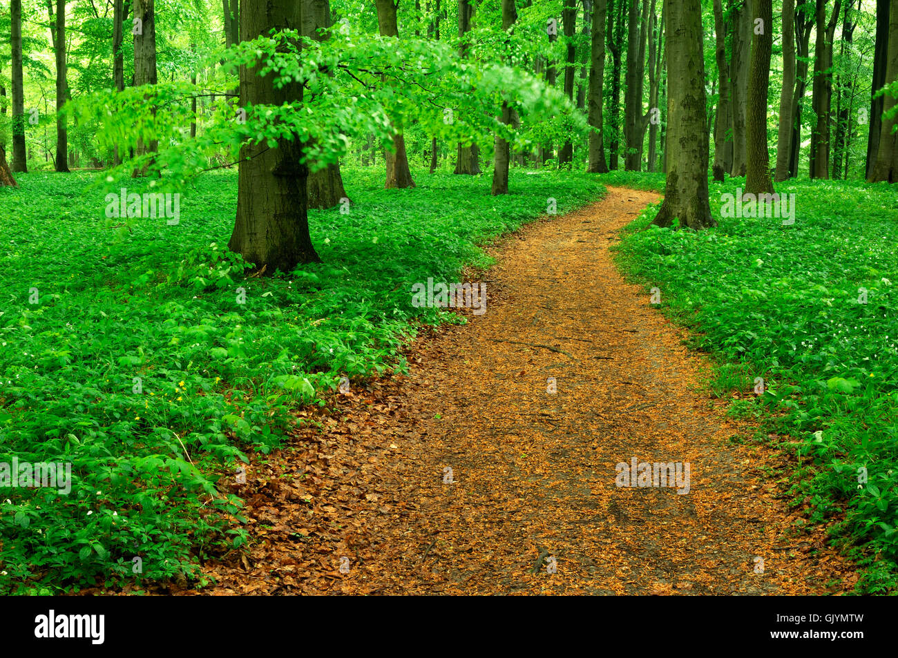 beech forest with path Stock Photo - Alamy