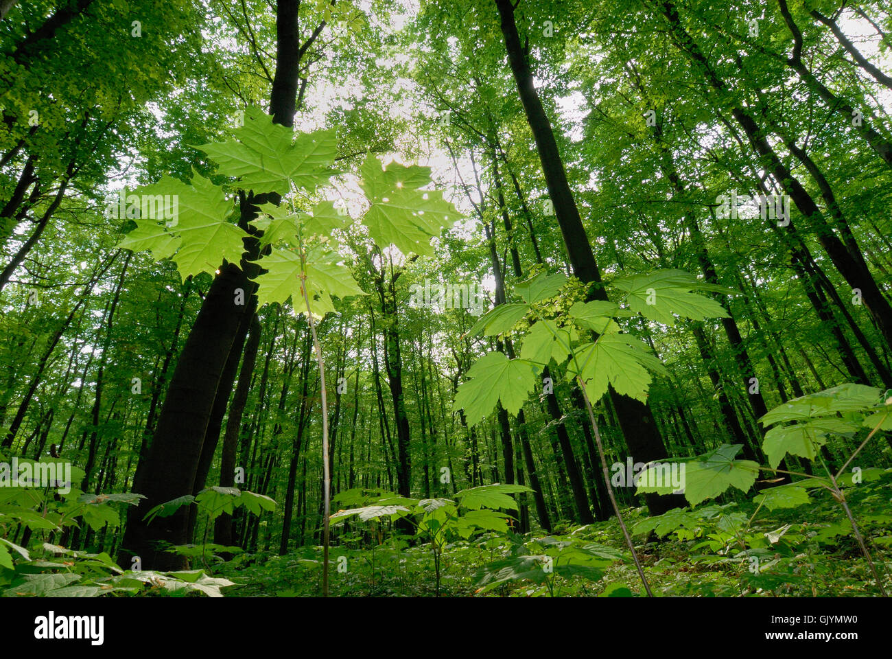 sun shining through maple tree Stock Photo - Alamy