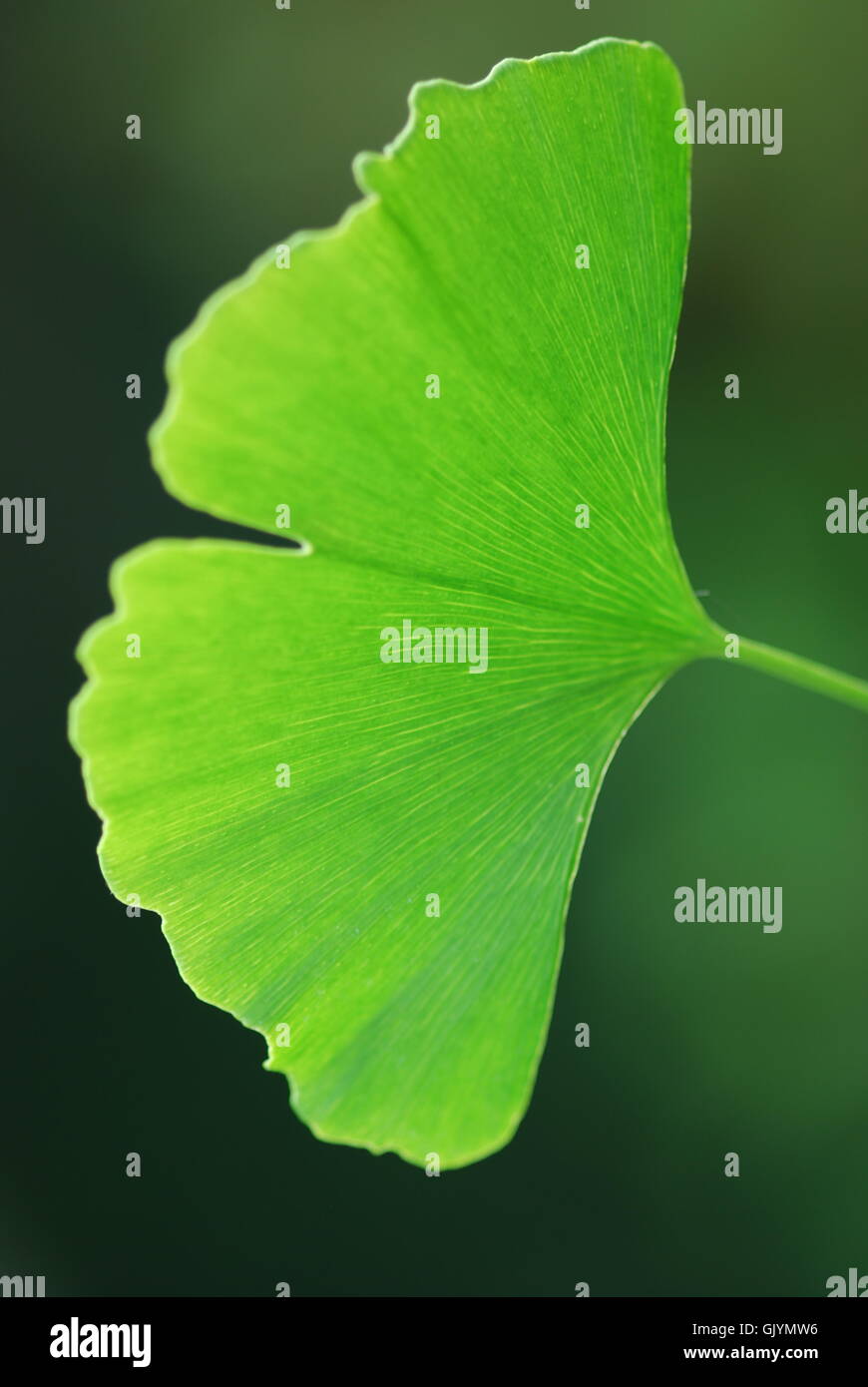 Old gingko biloba tree hi-res stock photography and images - Alamy