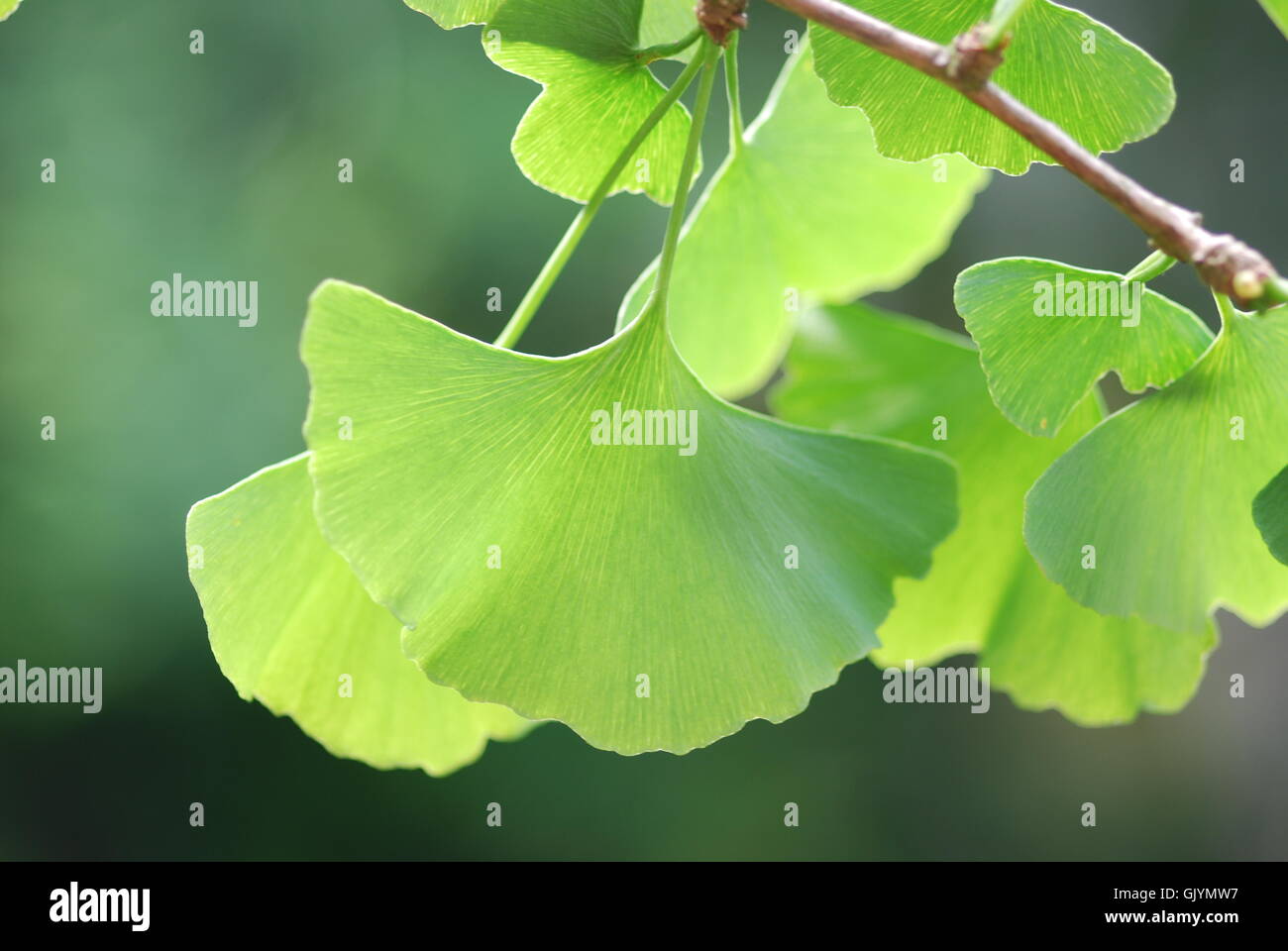 Ginkgoales hi-res stock photography and images - Alamy