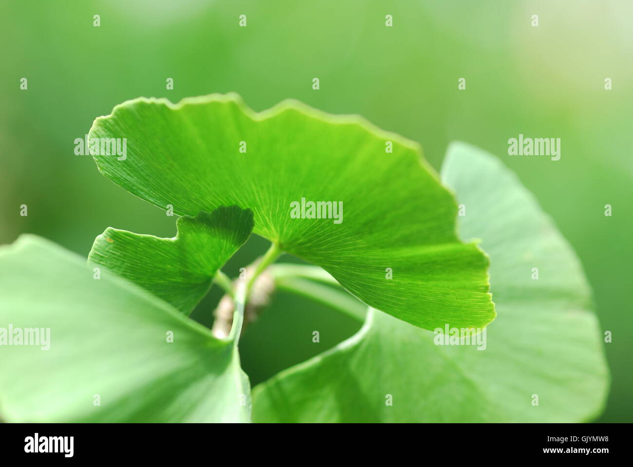 Ginkgoales hi-res stock photography and images - Alamy