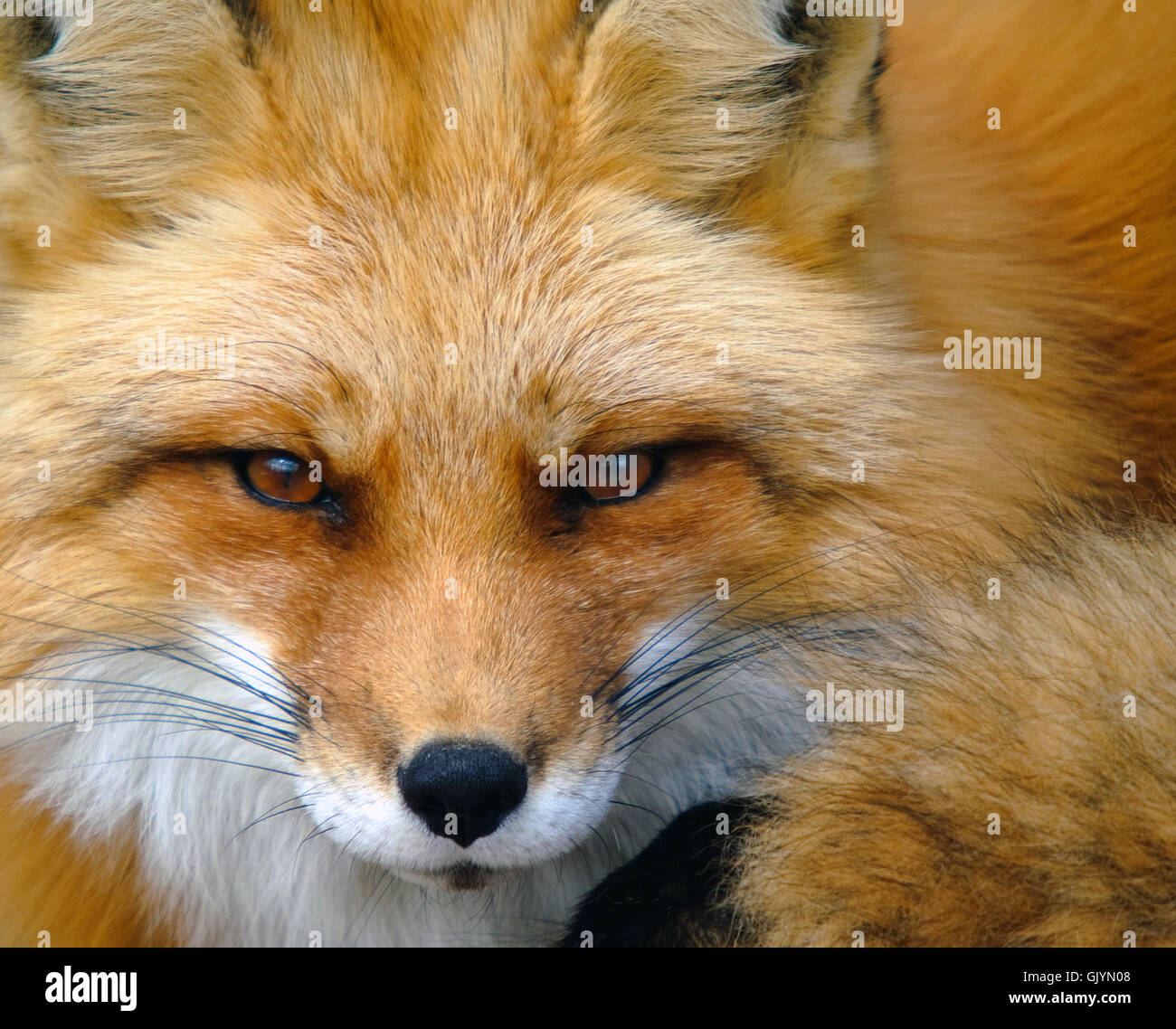 animal wild fur Stock Photo - Alamy