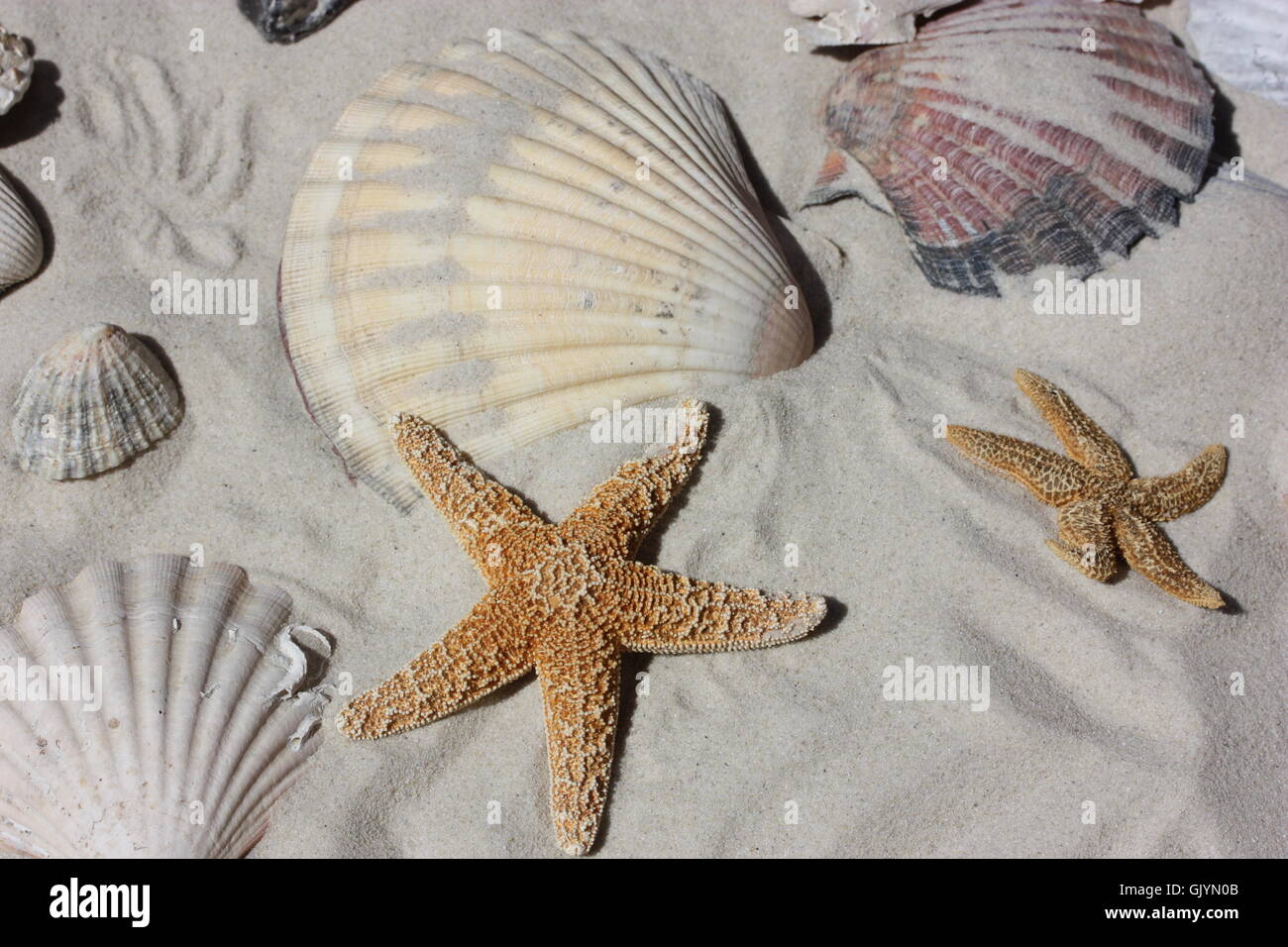 starfish with shells Stock Photo - Alamy