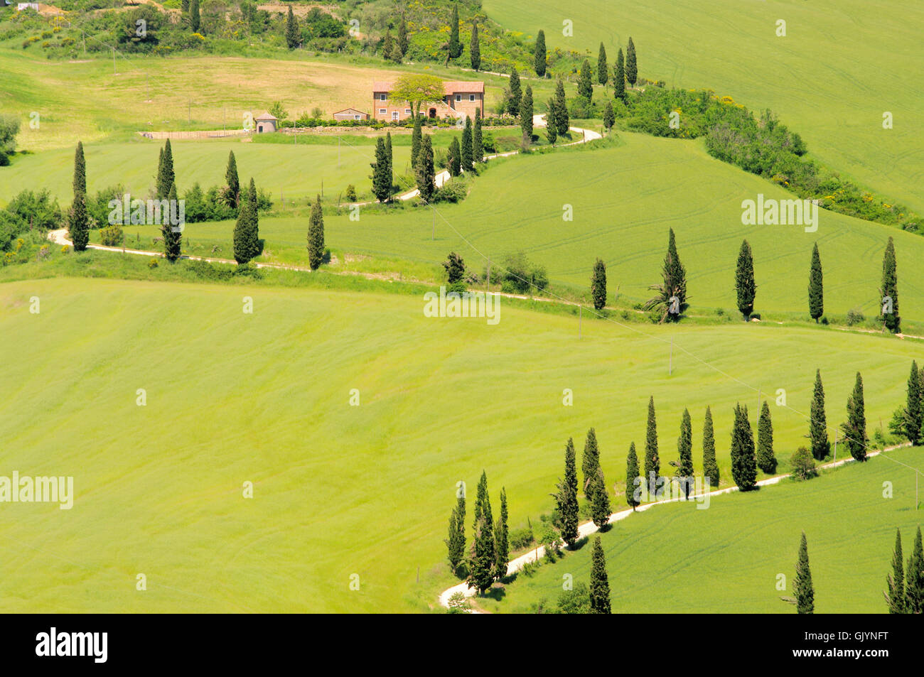 tree trees hill Stock Photo - Alamy