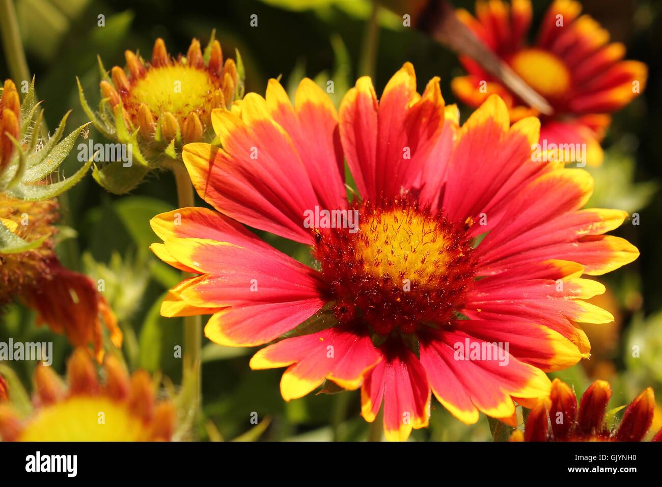 flower plant bloom Stock Photo - Alamy
