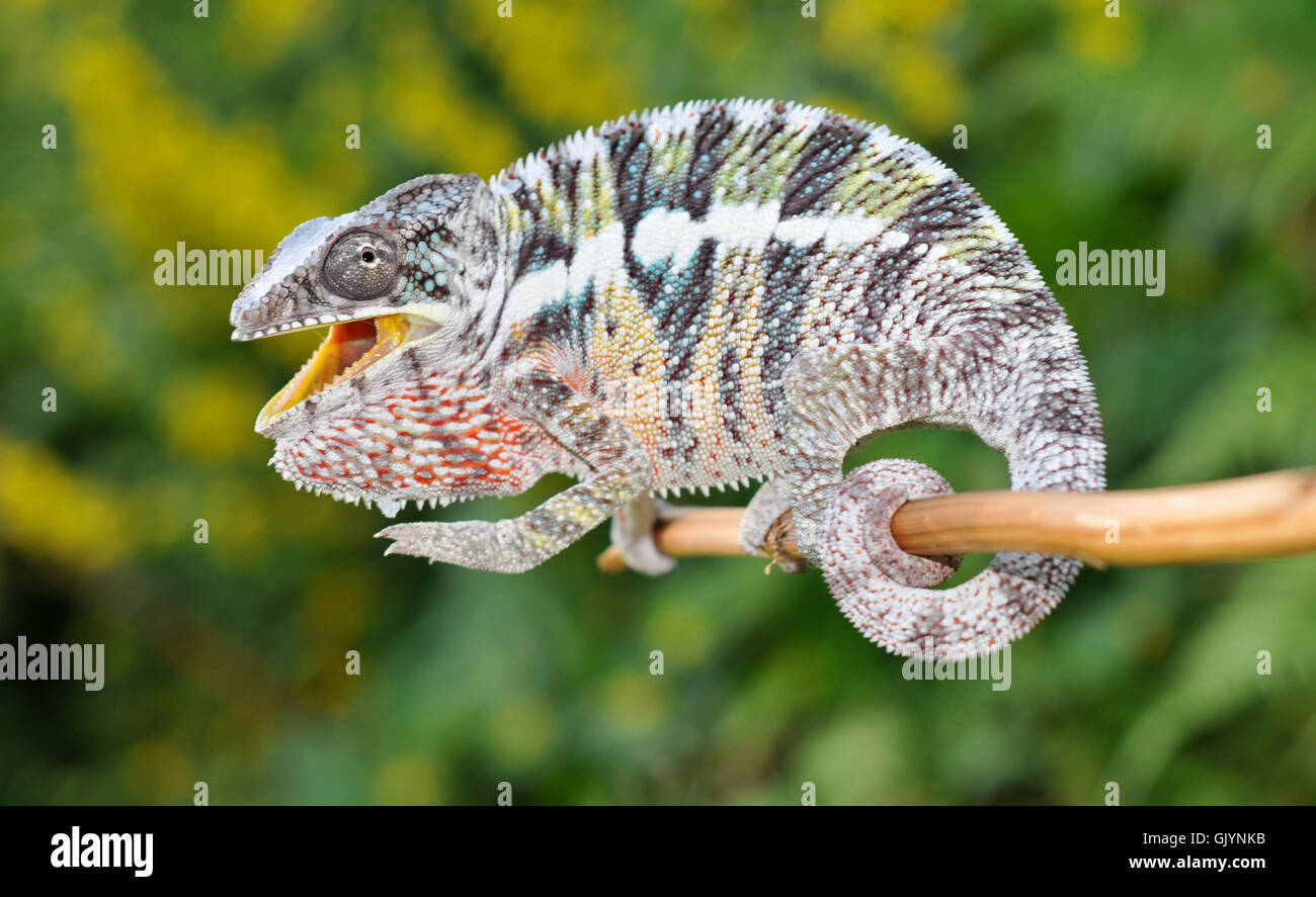 Saurian hi-res stock photography and images - Alamy