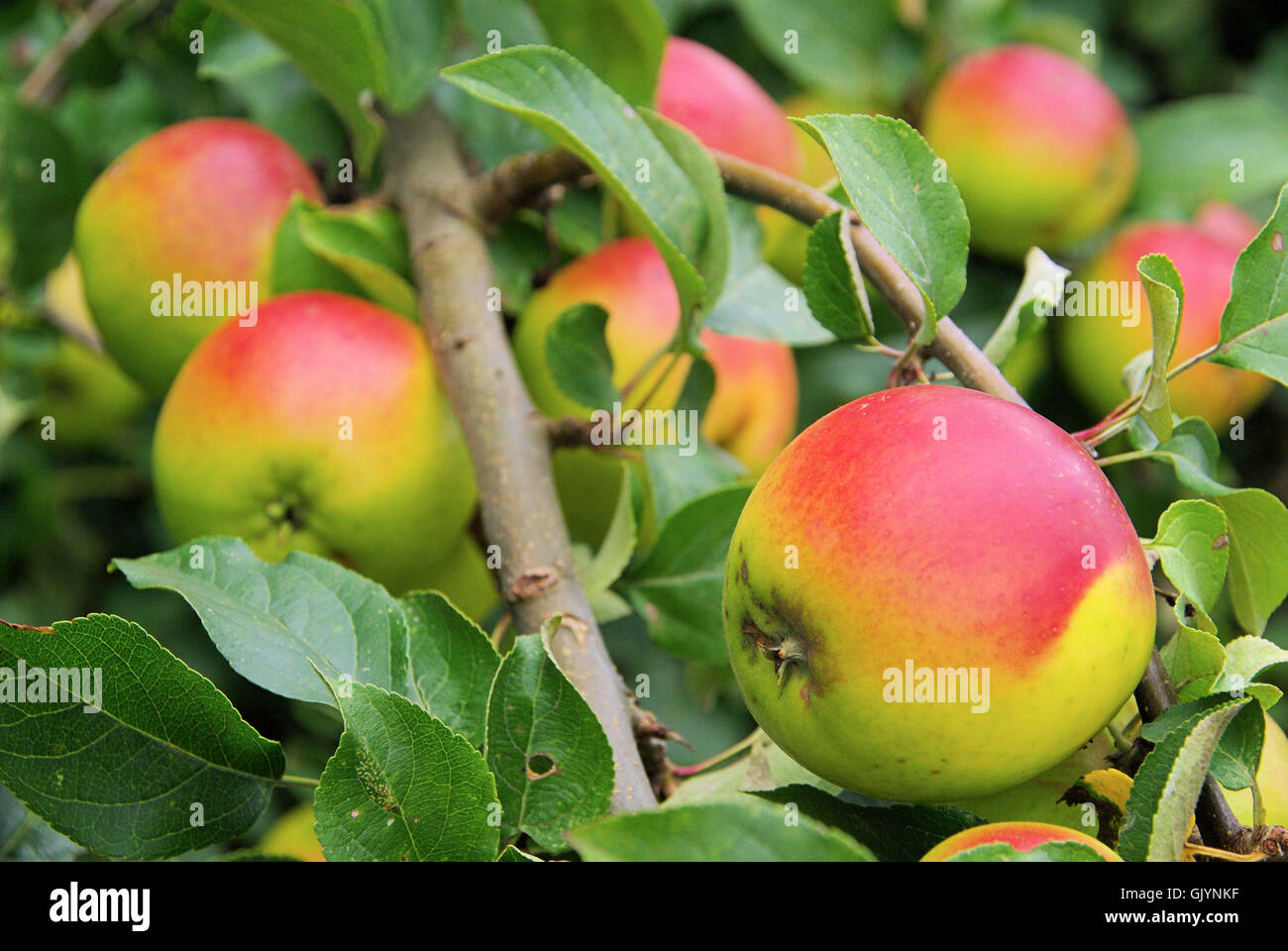 tree ripe apple tree Stock Photo - Alamy