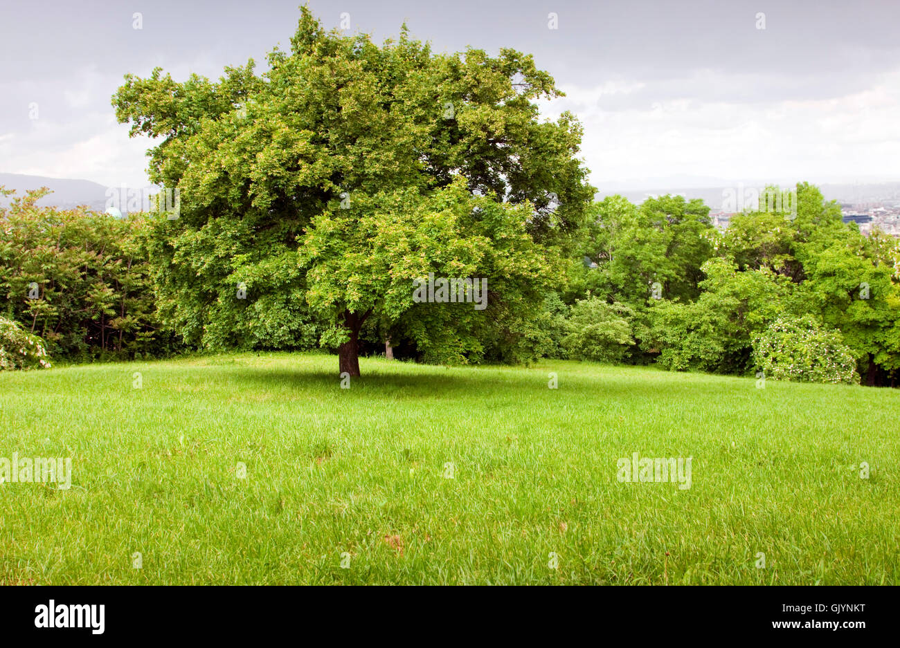tree lawn green Stock Photo - Alamy