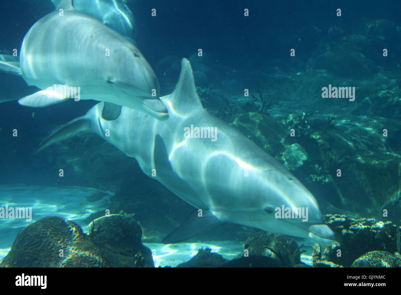 fish look glancing Stock Photo - Alamy