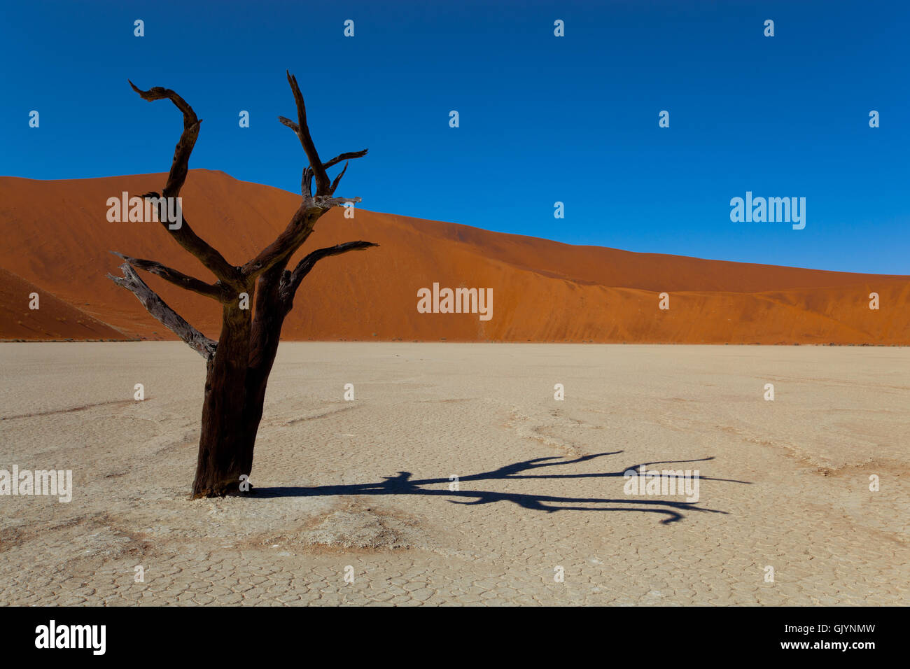 tree desert wasteland Stock Photo - Alamy