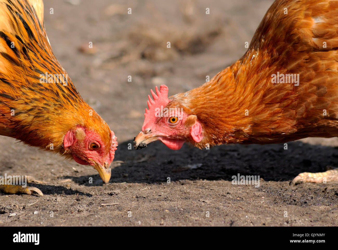 Love chickens hi-res stock photography and images - Alamy