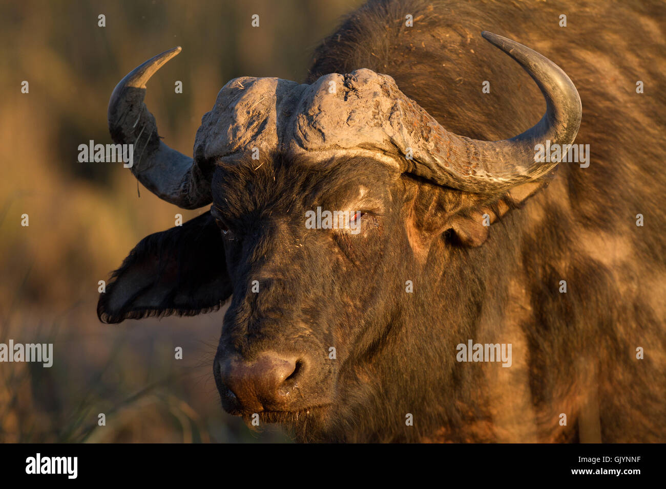 Beast in the sun hi-res stock photography and images - Alamy