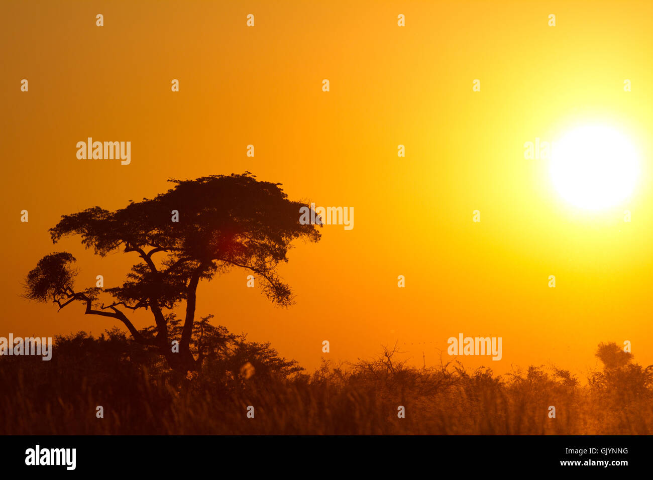 shine shines bright Stock Photo - Alamy