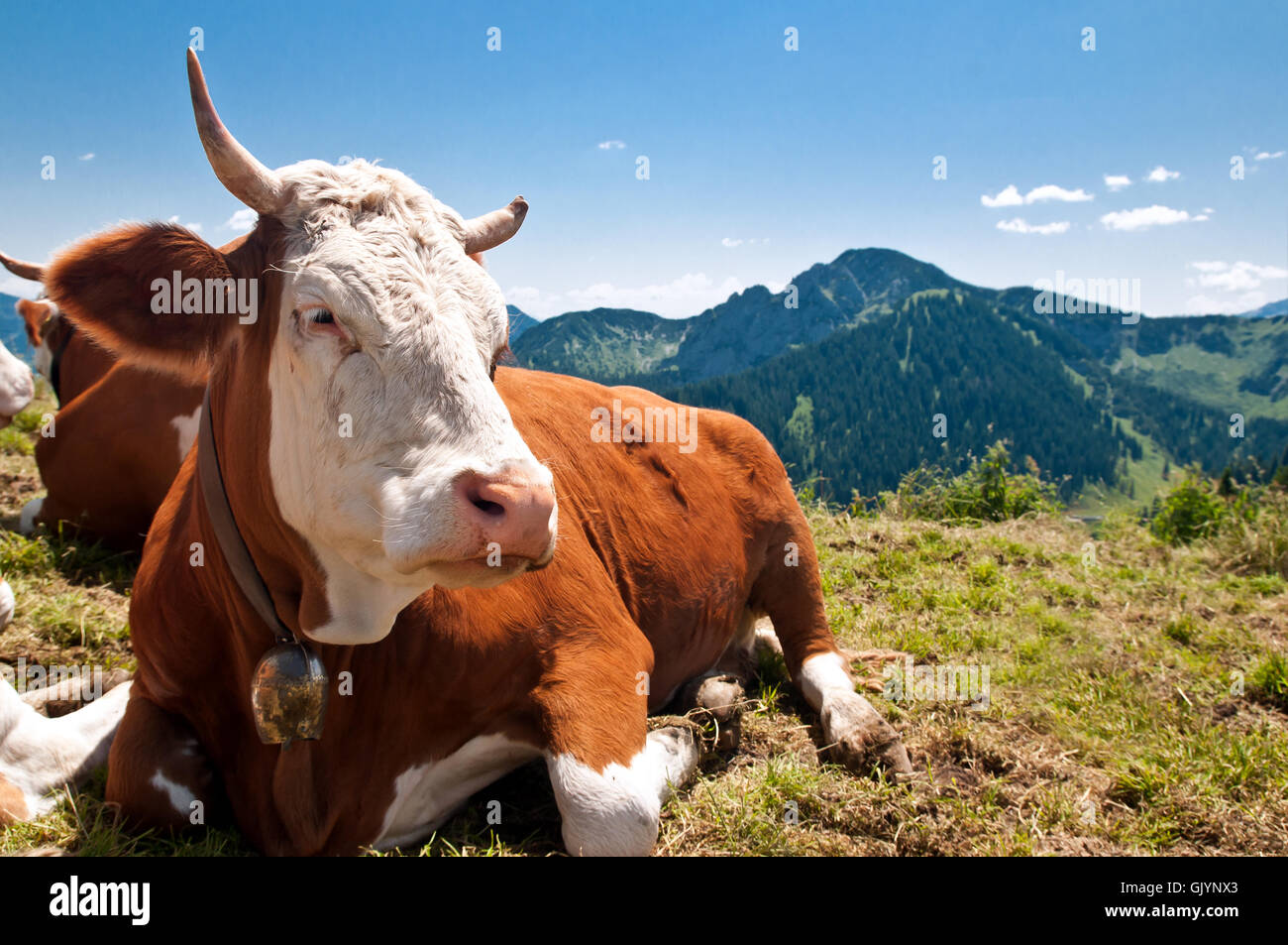 cow on bavarian alm Stock Photo - Alamy