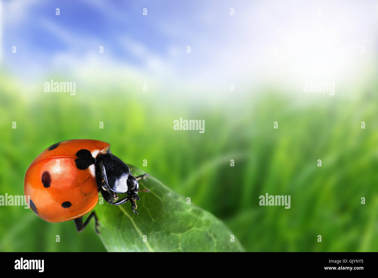 Sky blue leaf beetle hi-res stock photography and images - Alamy