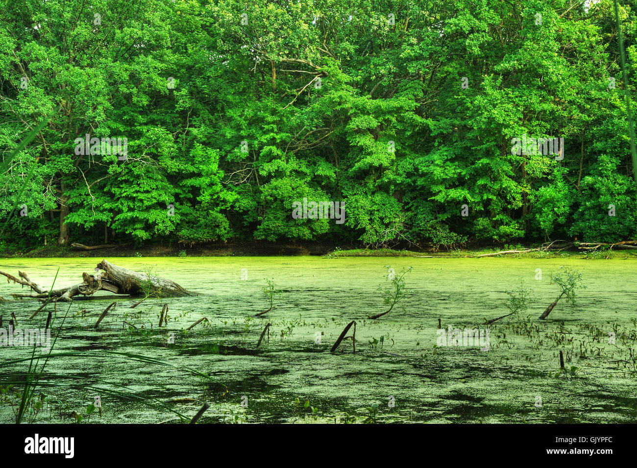 Real swamp root hi-res stock photography and images - Alamy