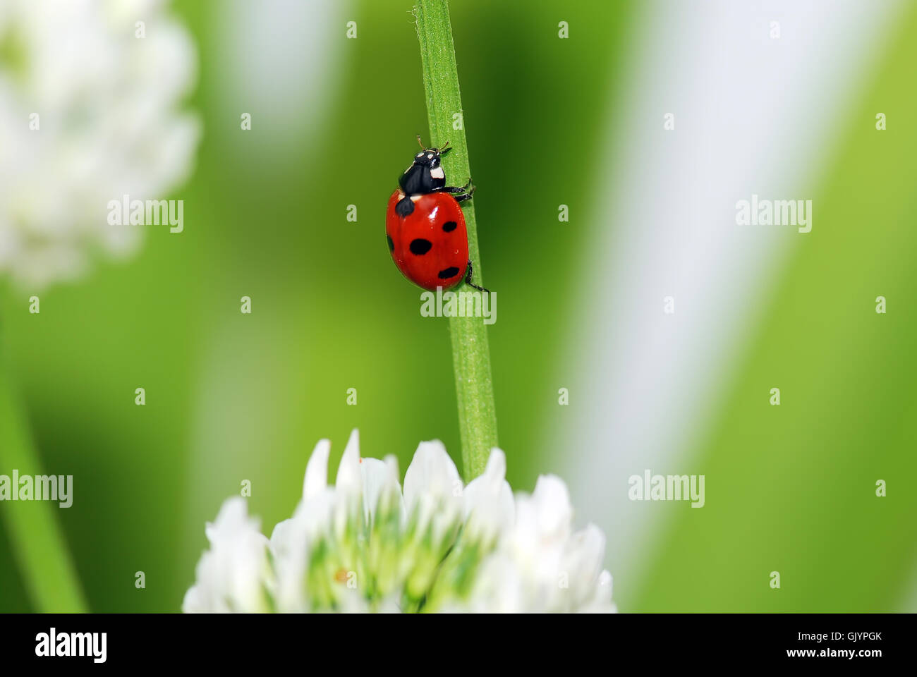 Ladybug flying leaf hi-res stock photography and images - Alamy