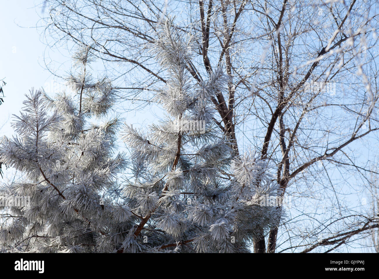 Beautyful tree hi-res stock photography and images - Alamy