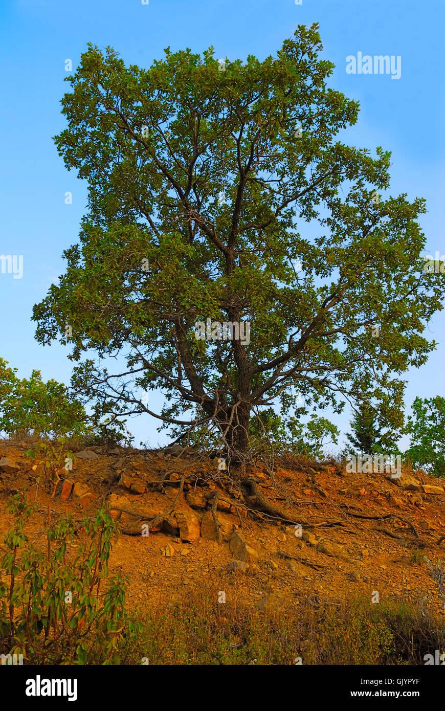 Tree on a slope of mountain Stock Photo - Alamy