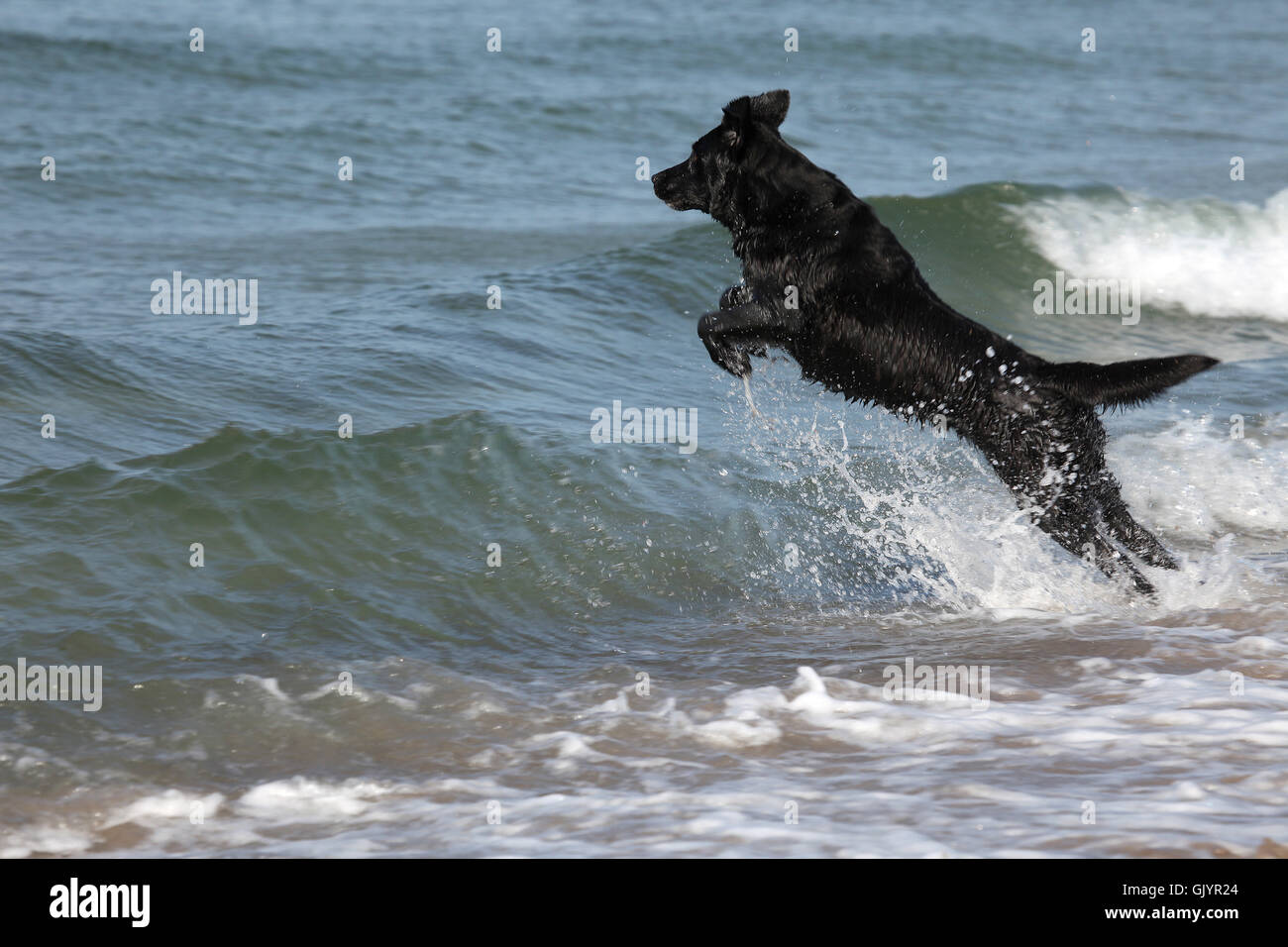 The dog jumps into the sea hi-res stock photography and images - Alamy