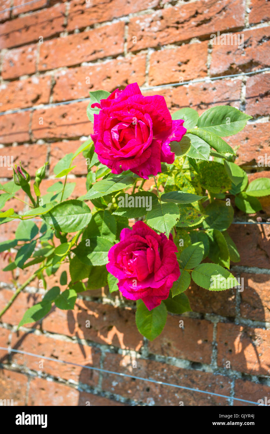 Red rose 'Captain Hayward' in flower in summer against a brick wall ...