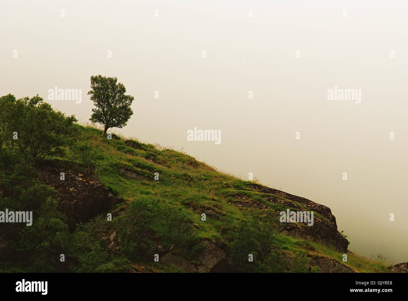 Solitaire tree hi-res stock photography and images - Alamy