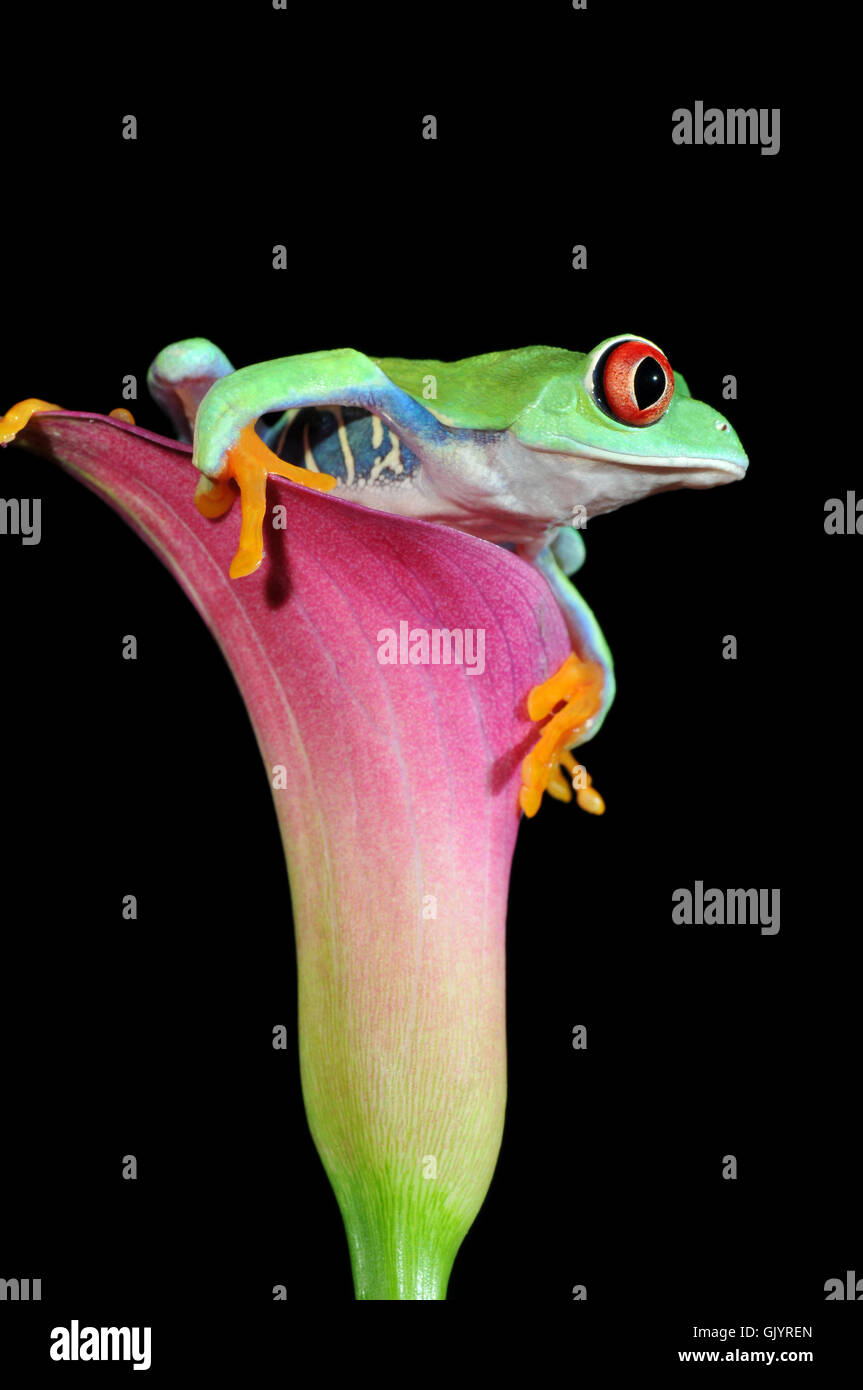 frog and flower Stock Photo - Alamy