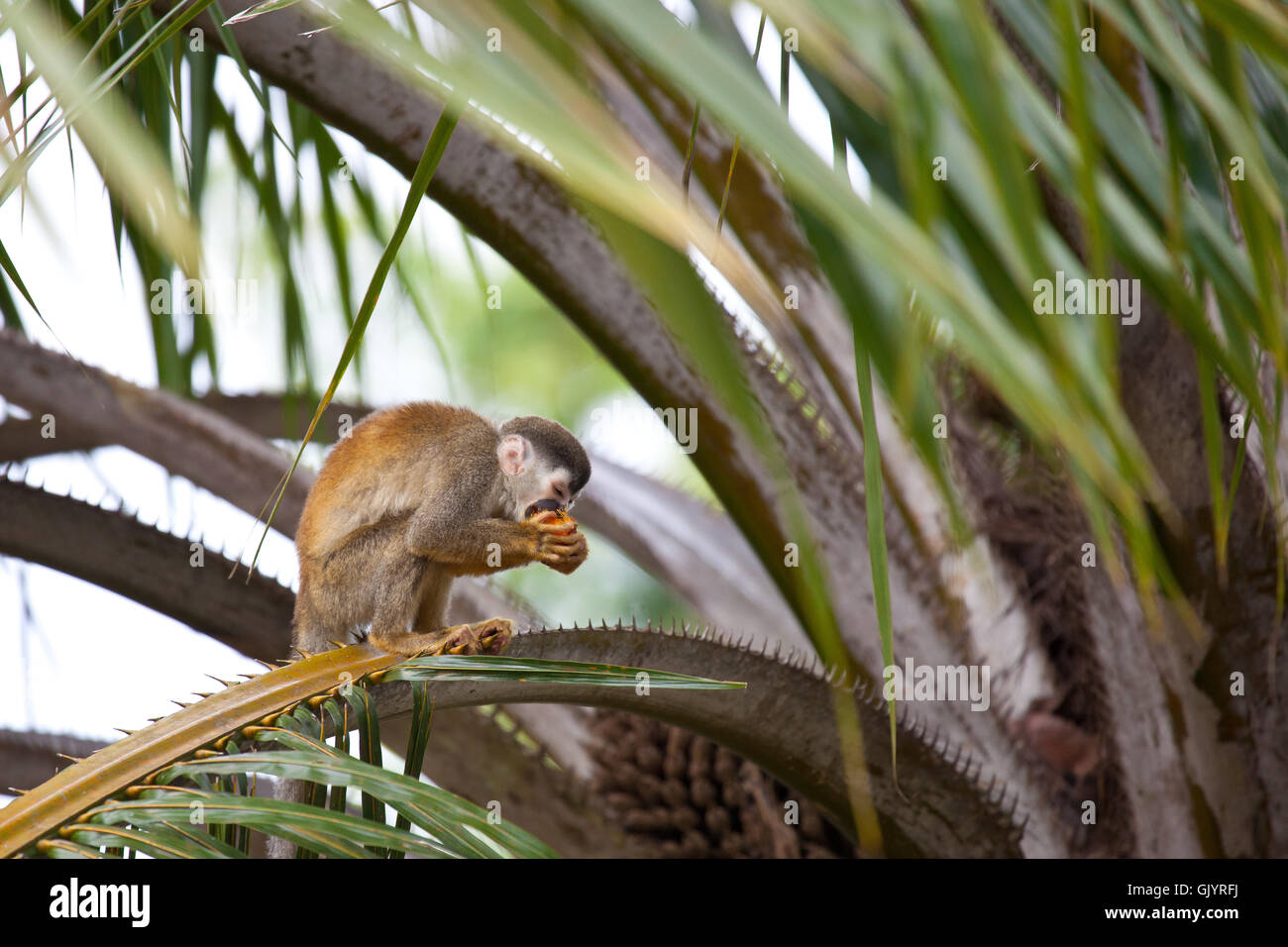 Squirrel monkey eating Stock Photo - Alamy