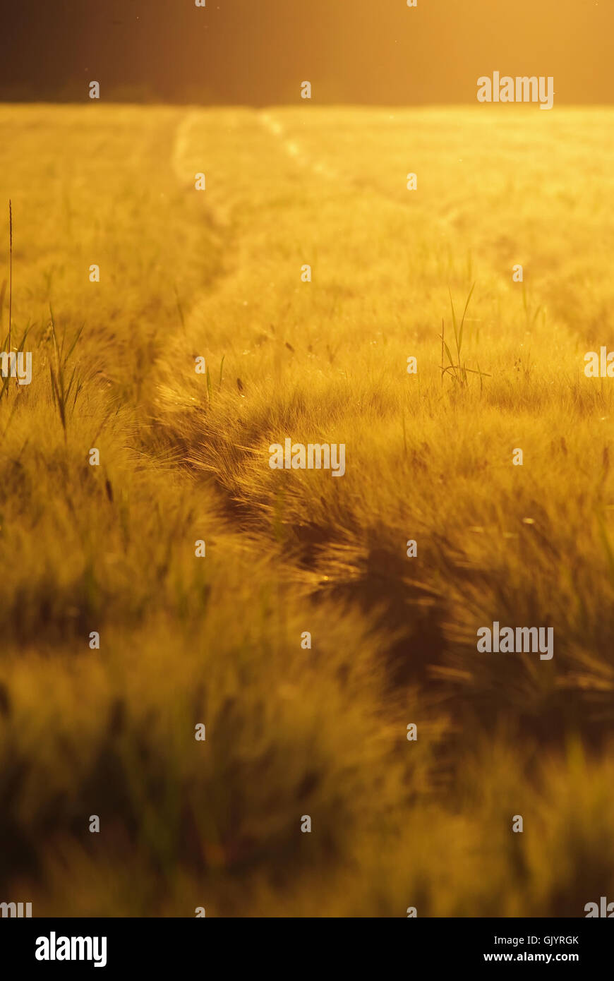 Tracks on Field Stock Photo - Alamy