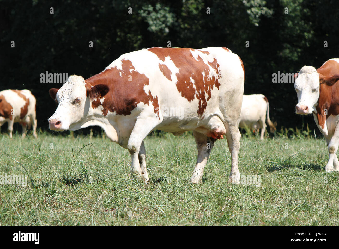 Cow paws hi-res stock photography and images - Alamy