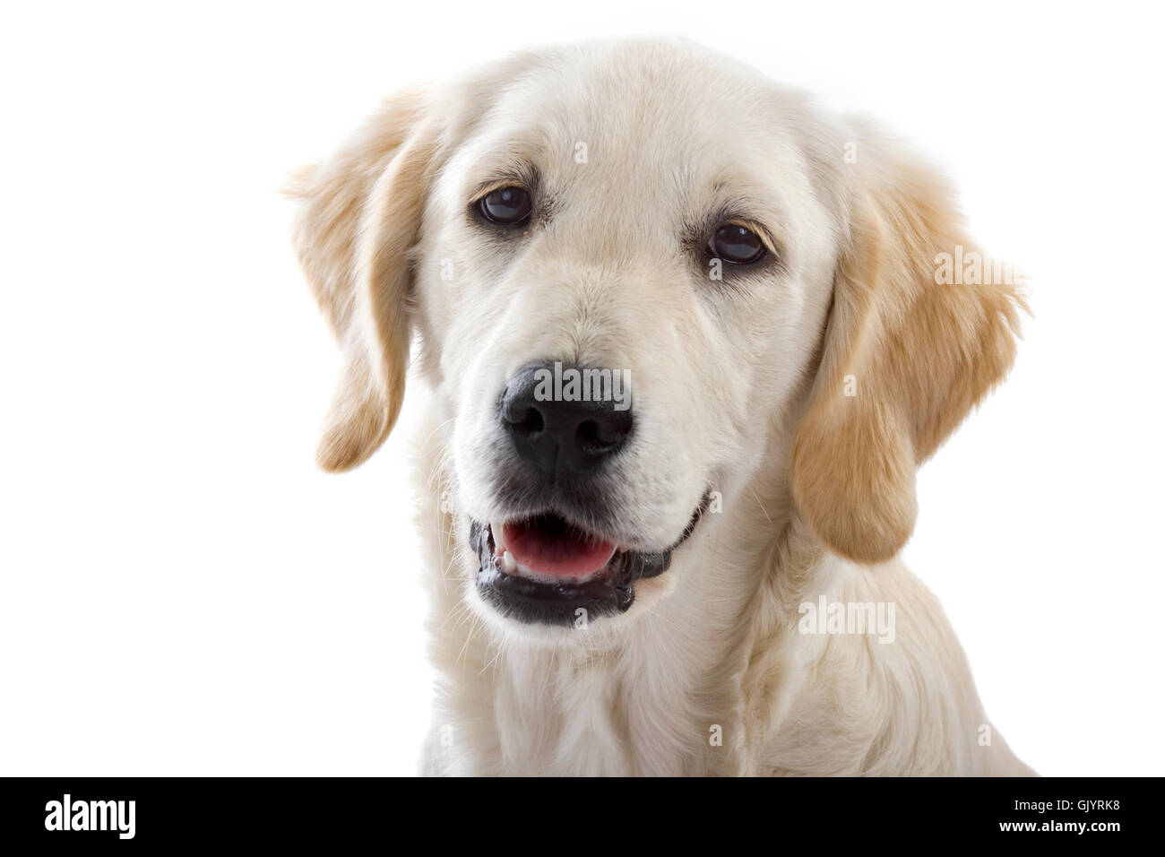Isolated female animal pet hi-res stock photography and images - Alamy