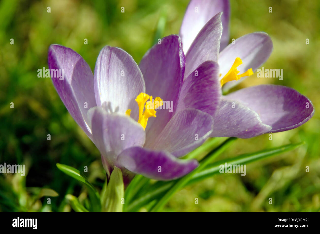 blue bloom blossom Stock Photo - Alamy