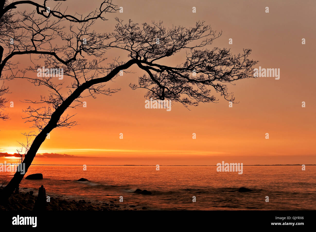 Tree with sunrise hi-res stock photography and images - Alamy