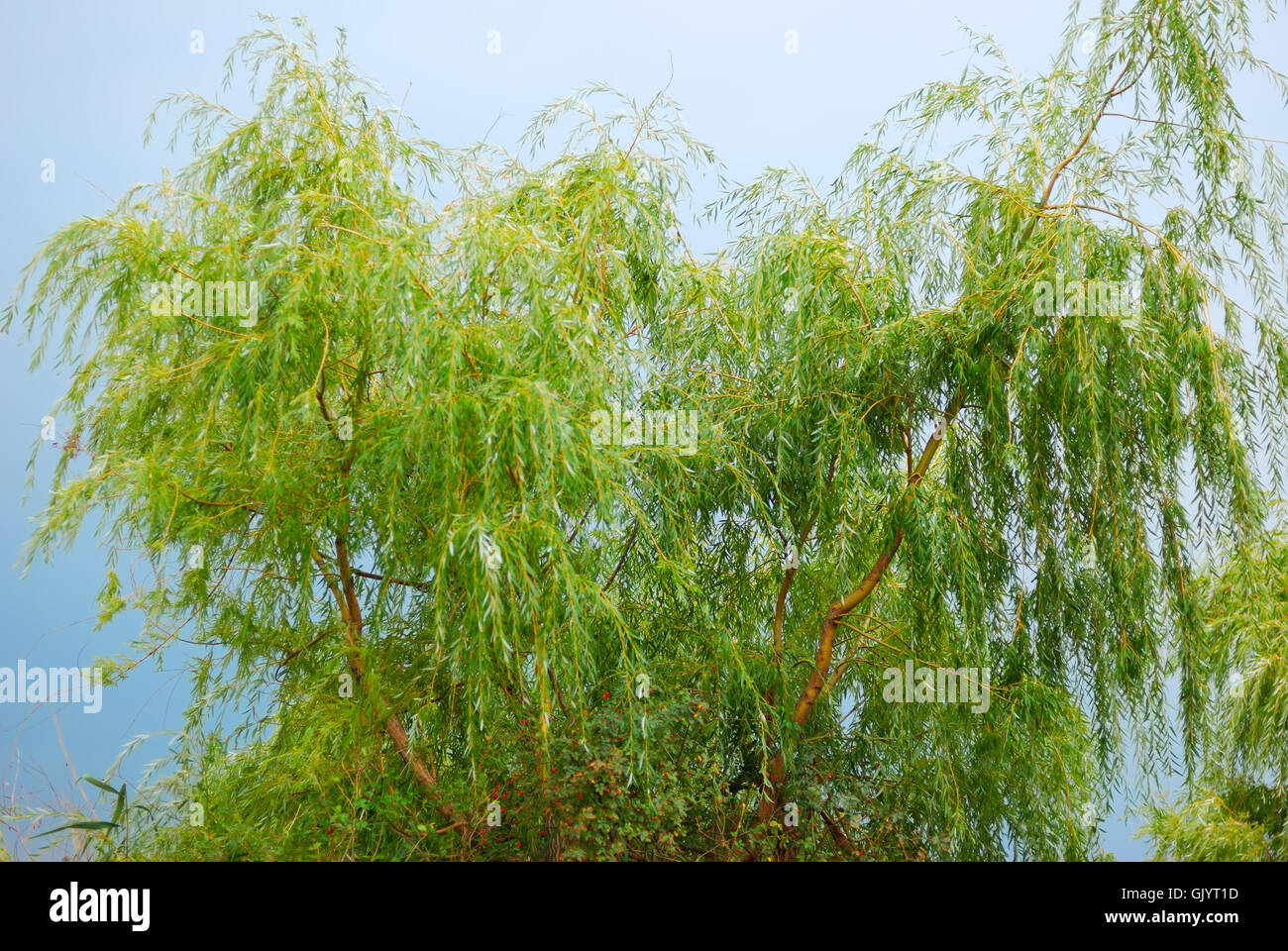 Red willow trees hi-res stock photography and images - Alamy