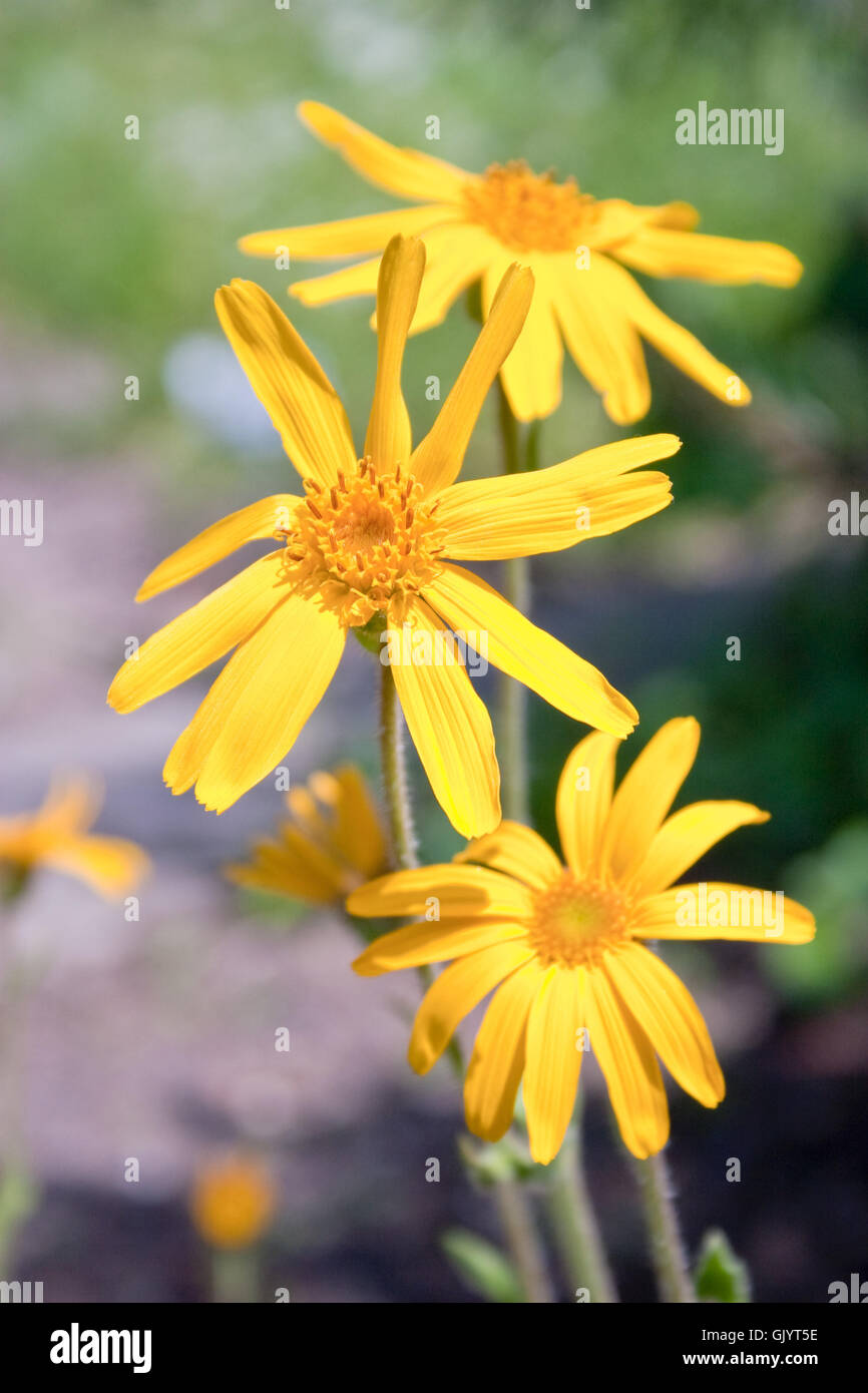 medicinally medical flower Stock Photo - Alamy