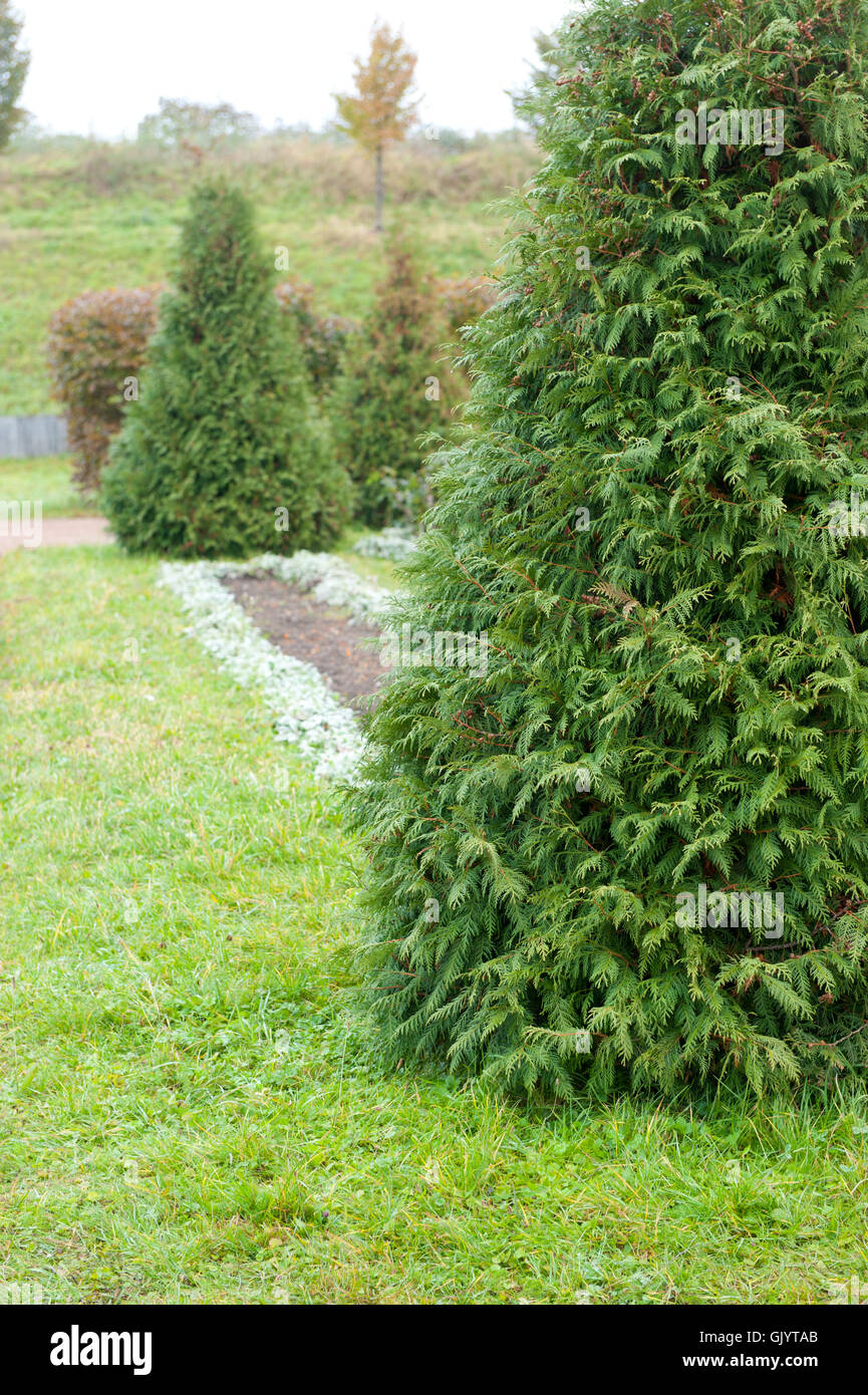 Cypress color hi-res stock photography and images - Alamy