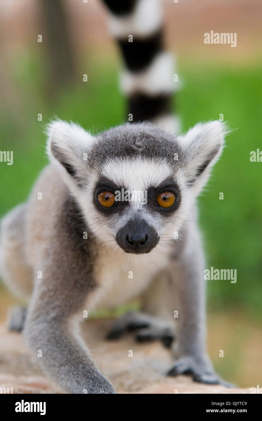 animal fur wildlife Stock Photo - Alamy