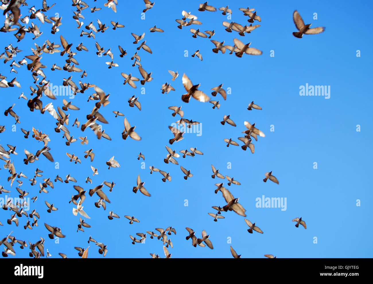many flying pigeons Stock Photo - Alamy