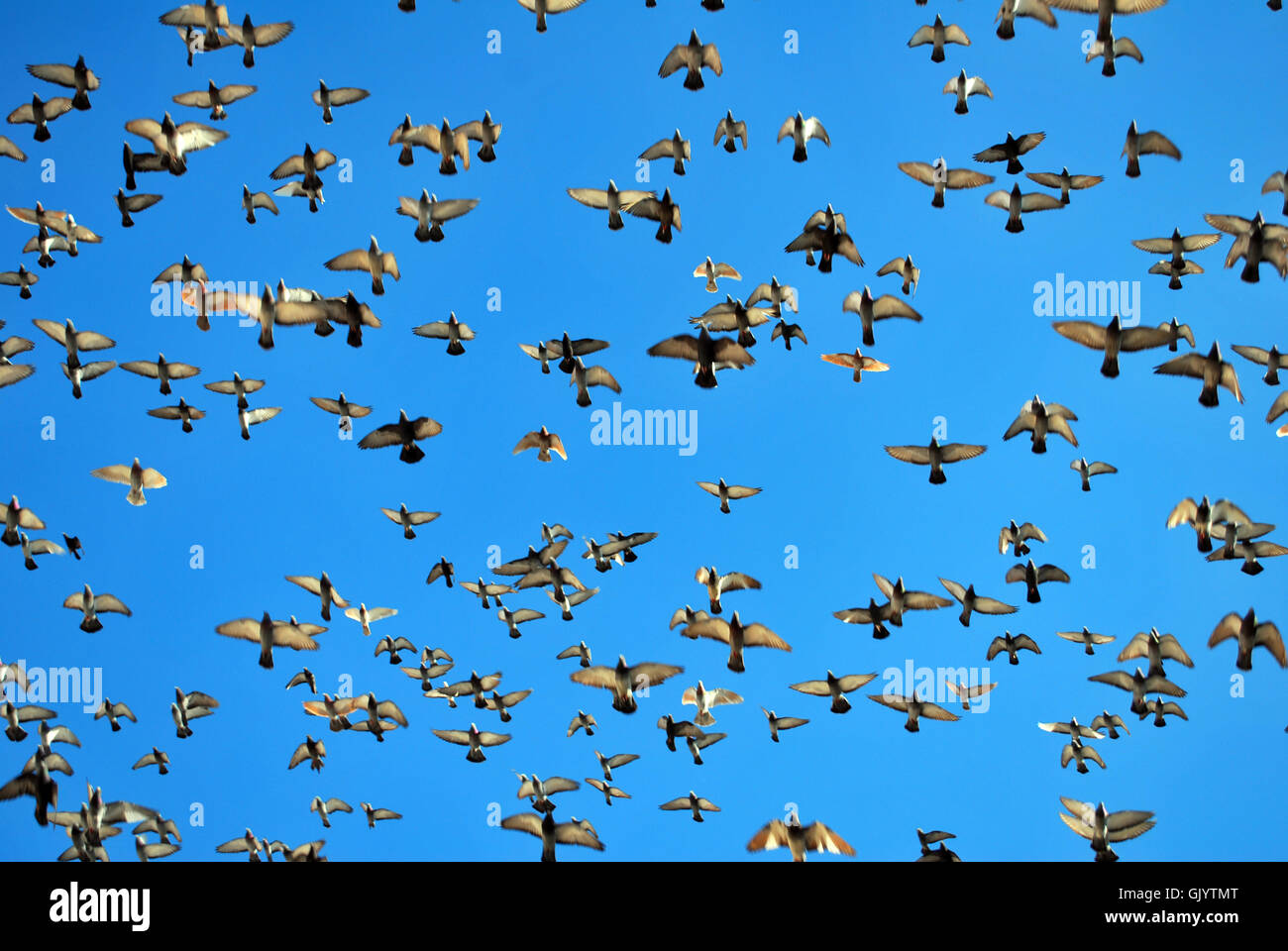 many flying pigeons Stock Photo - Alamy