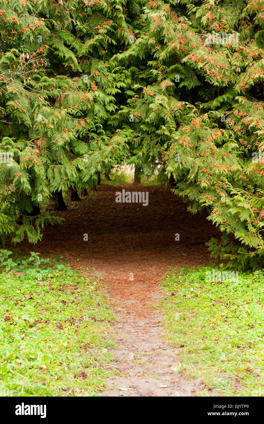 Arch footpath between coniferous trees Stock Photo - Alamy