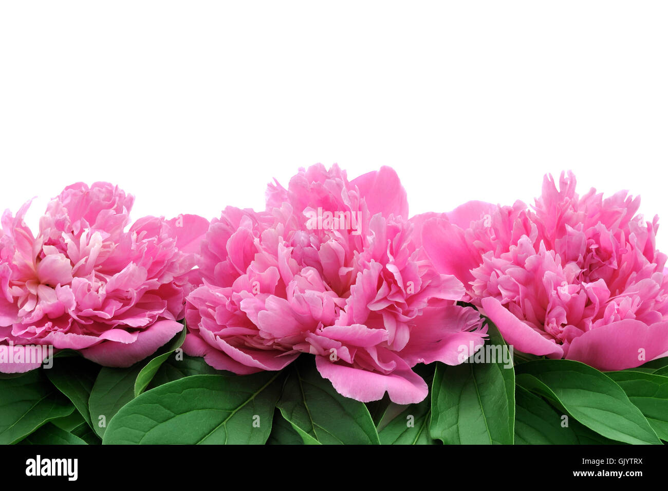 isolated flower plant Stock Photo - Alamy