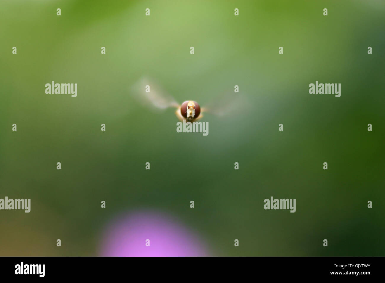 Small fly midair Stock Photo - Alamy